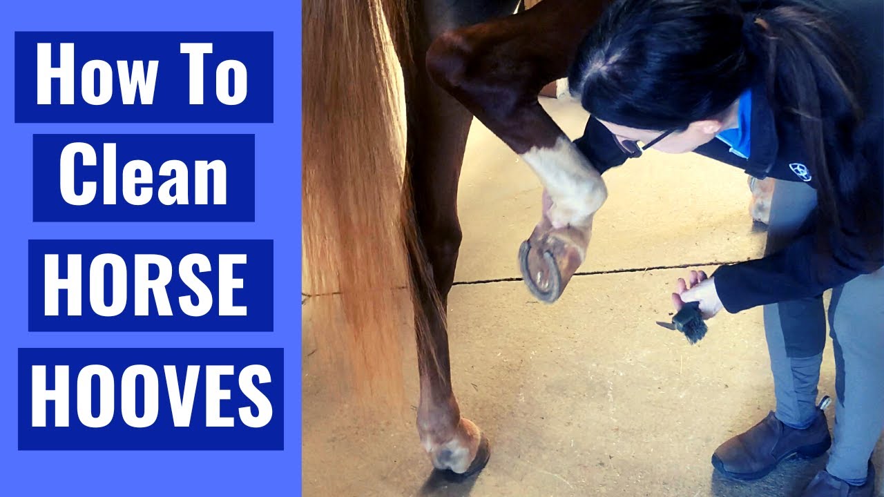 How To Clean A Horse's Hooves - For Beginners - YouTube