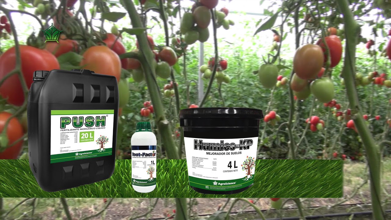 AgroScience | Tomate | Reducción de Costos en Pesticidas - YouTube