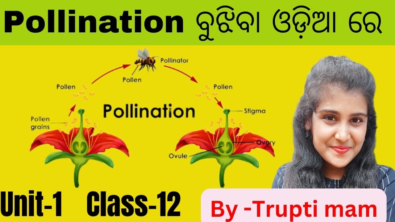 pollination | Botany|+2 second year|ଓଡ଼ିଆ| - YouTube