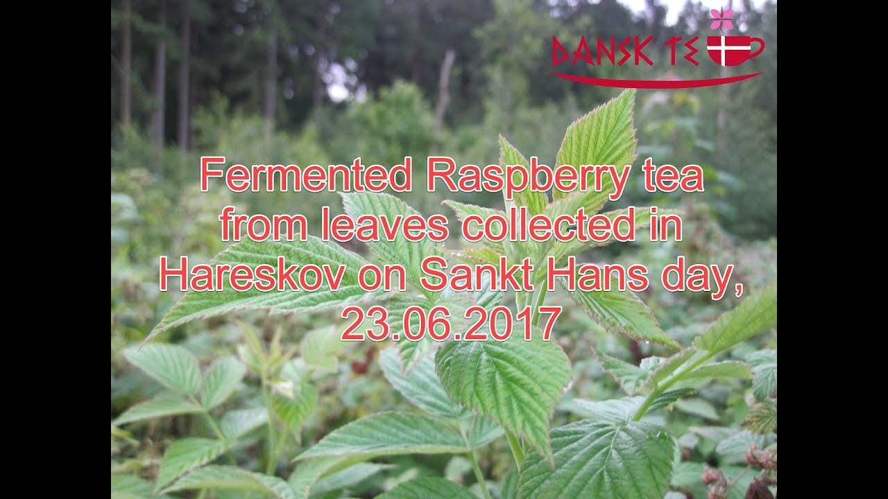 Fermented Raspberry tea from leaves - YouTube