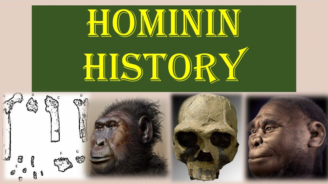 The History of Hominins - YouTube
