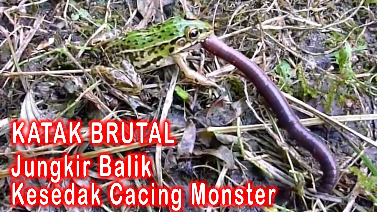 KATAK BRUTAL !! Jungkir Balik Kesedak Cacing Monster - YouTube