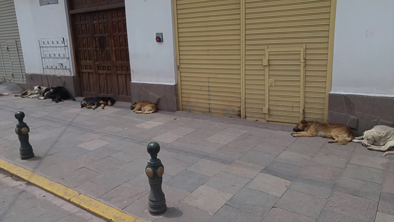Dogs in Cusco Peru - YouTube
