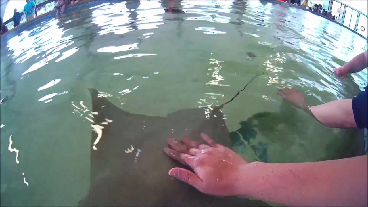 Shedd Aquarium: Stingray Touch - YouTube