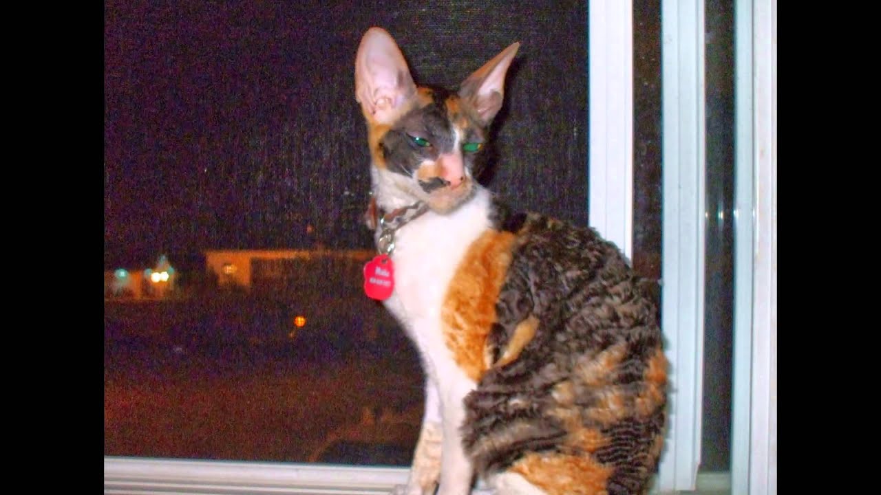 Mon Elevage de chats Rex Cornish chatteriepassion.ca - YouTube