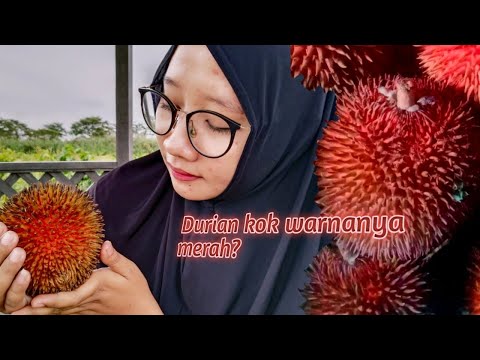 Buah lahung durian merah kalimantan (Durio dulcis) - YouTube