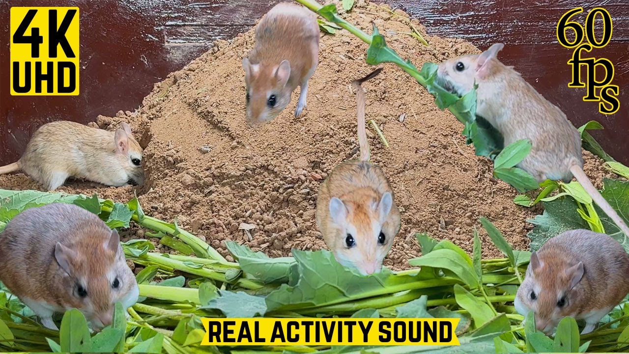 Cat TV desert mouse real jerry hole / burrows hide & seek to play for ...