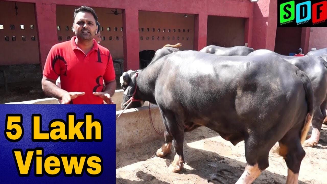 Nili Ravi Buffalo Farm @ Kaliewala (Moga). Punjab. Owner- Jess Sarn ...
