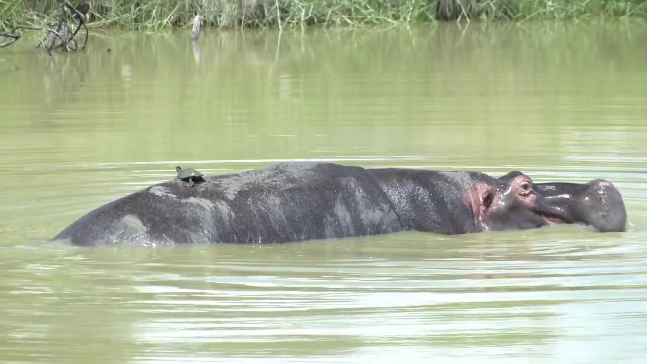 A rare sight – rolling Hippopotamus washes Terrapins from his back ...