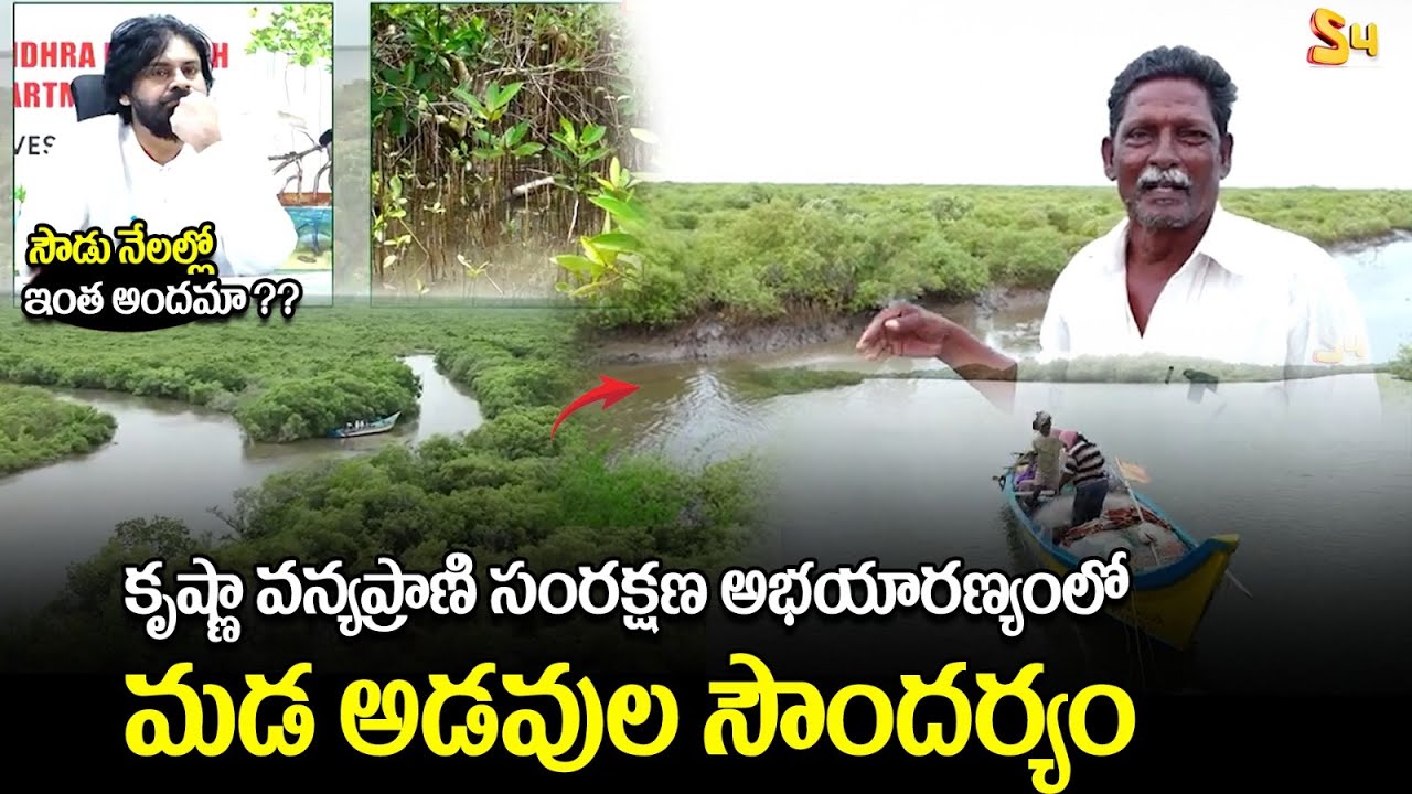సౌడు నేలల్లో ఇంత అందమా ?? | The beauty of mangroves in Krishna Wildlife ...