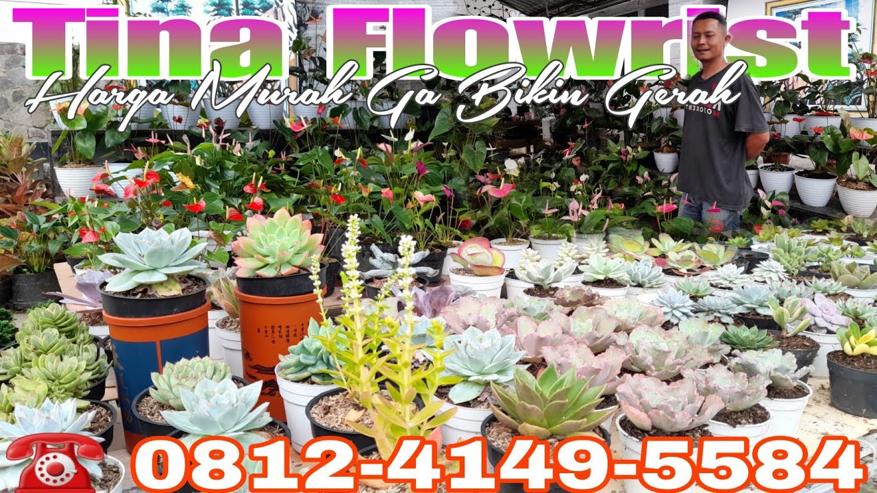 🪴 TERBARU DI TINA FLOWERS LIVE DI ARPUSDA WONOSOBO TANHIAS MURCE ...