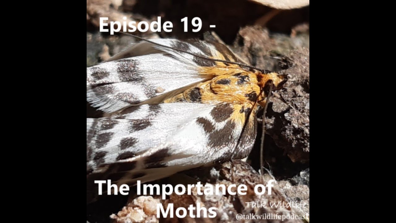 Episode 19 - The Importance of Moths - YouTube