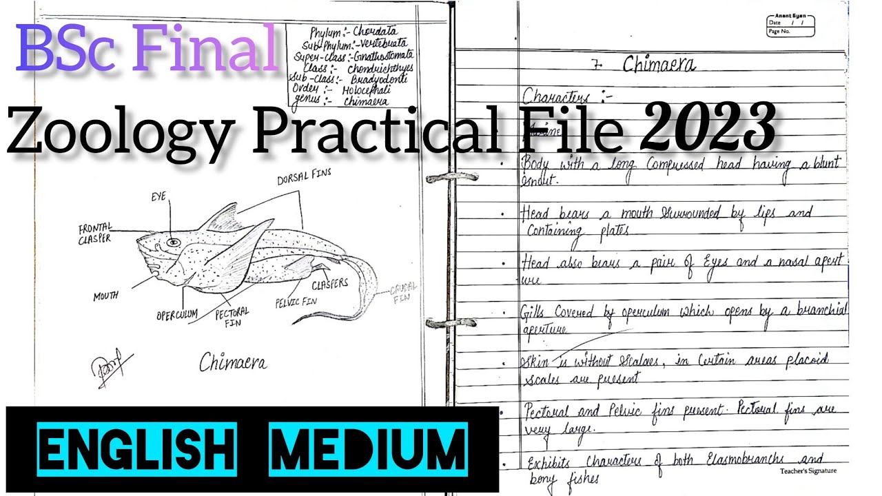 BSc Final Zoology Practical File English Medium - YouTube