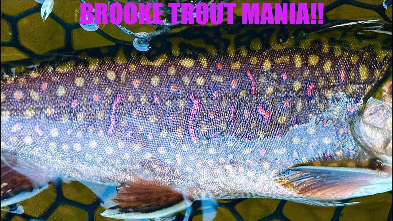 BROOKE TROUT MANIA!! FLY Fishing Pennsylvania creek, catch and release ...