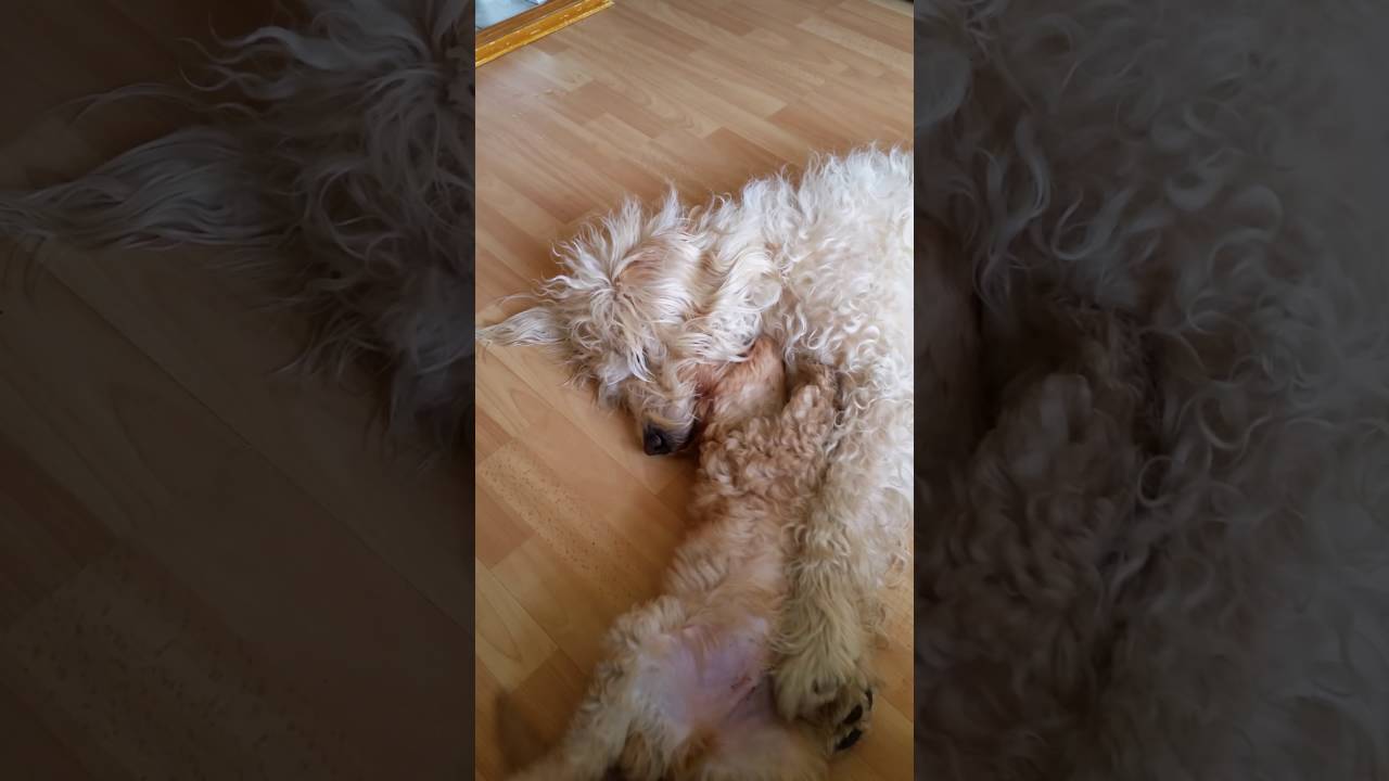 Do Labradoodles Like To Cuddle