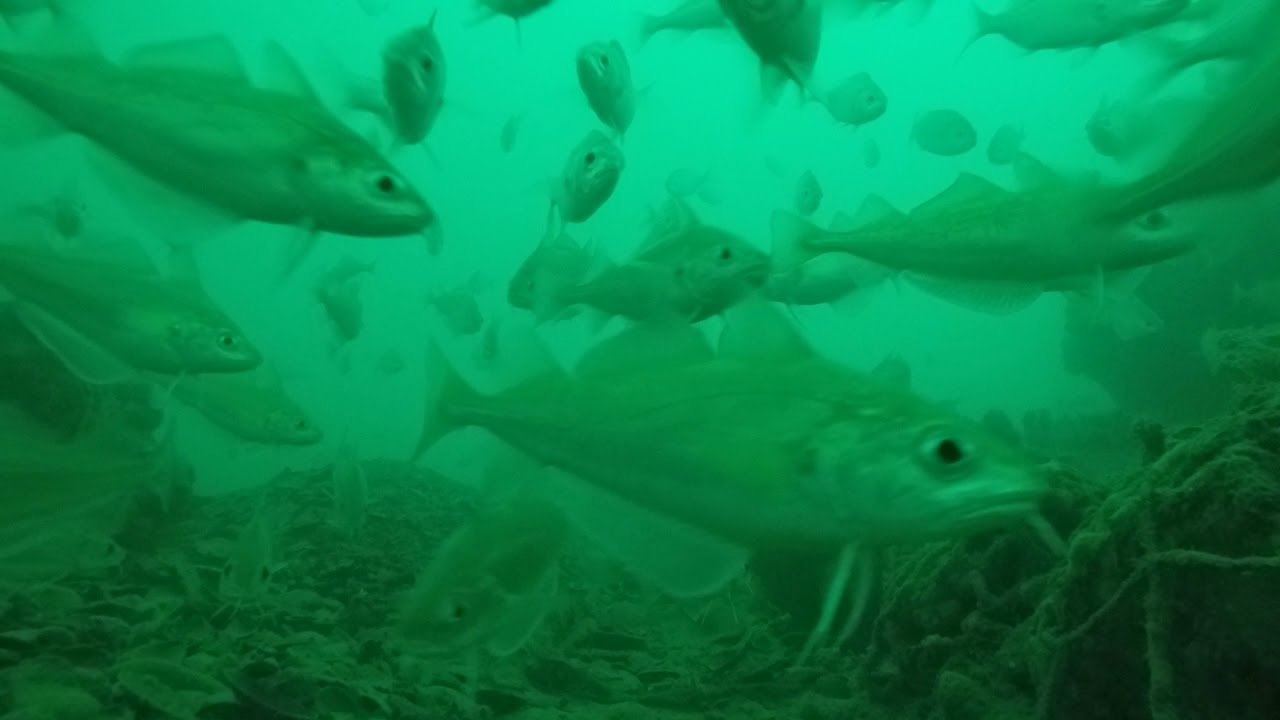 Bolentino invernale al merluzzo dell'Adriatico con sorpresa finale ...