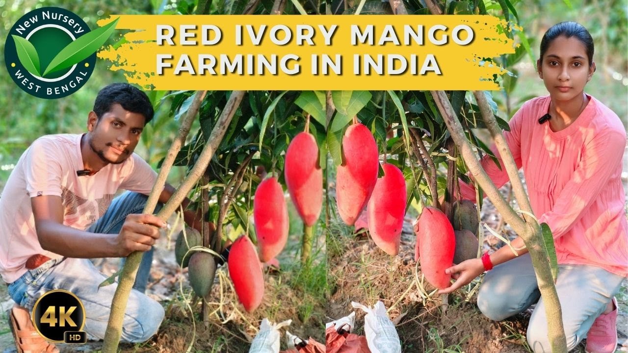 Red ivory mango plant in india | king of chakapat mango taste - YouTube