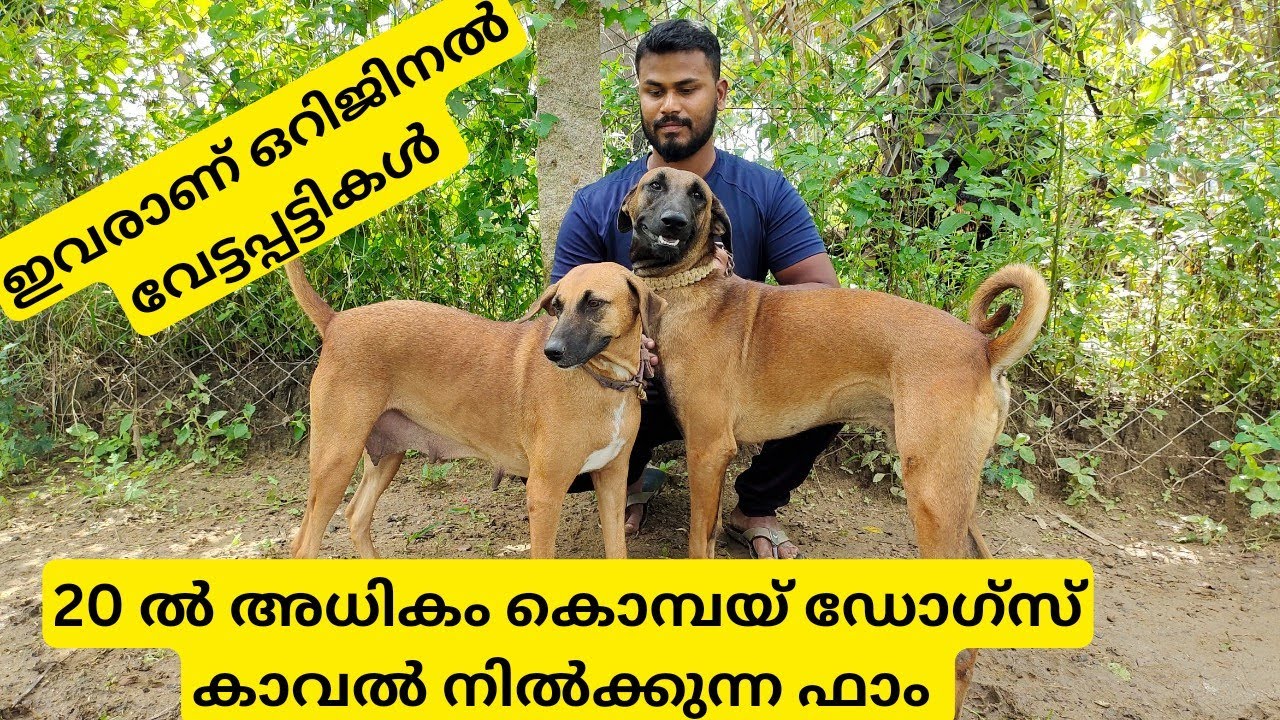 Kombai Dog Kombai Dog Breed Images Facts (Great Dane Cross Waxingit