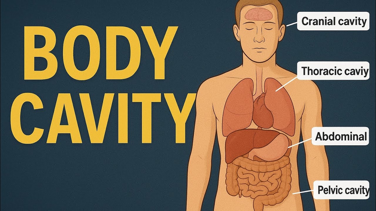 BODY CAVITIES (Anatomy and Physiology)Human Anatomy Human body # ...