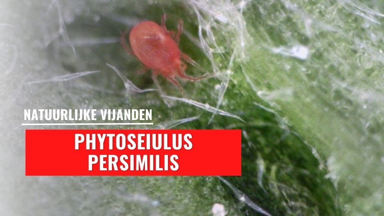 Roofmijt - Phytoseiulus persimilis | Natuurlijke vijand - YouTube