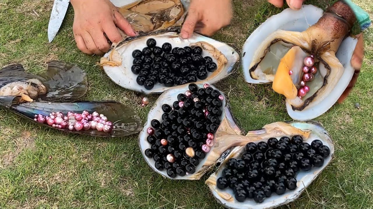 The pearl hunter has found a treasure, there are pearls in the elephant ...