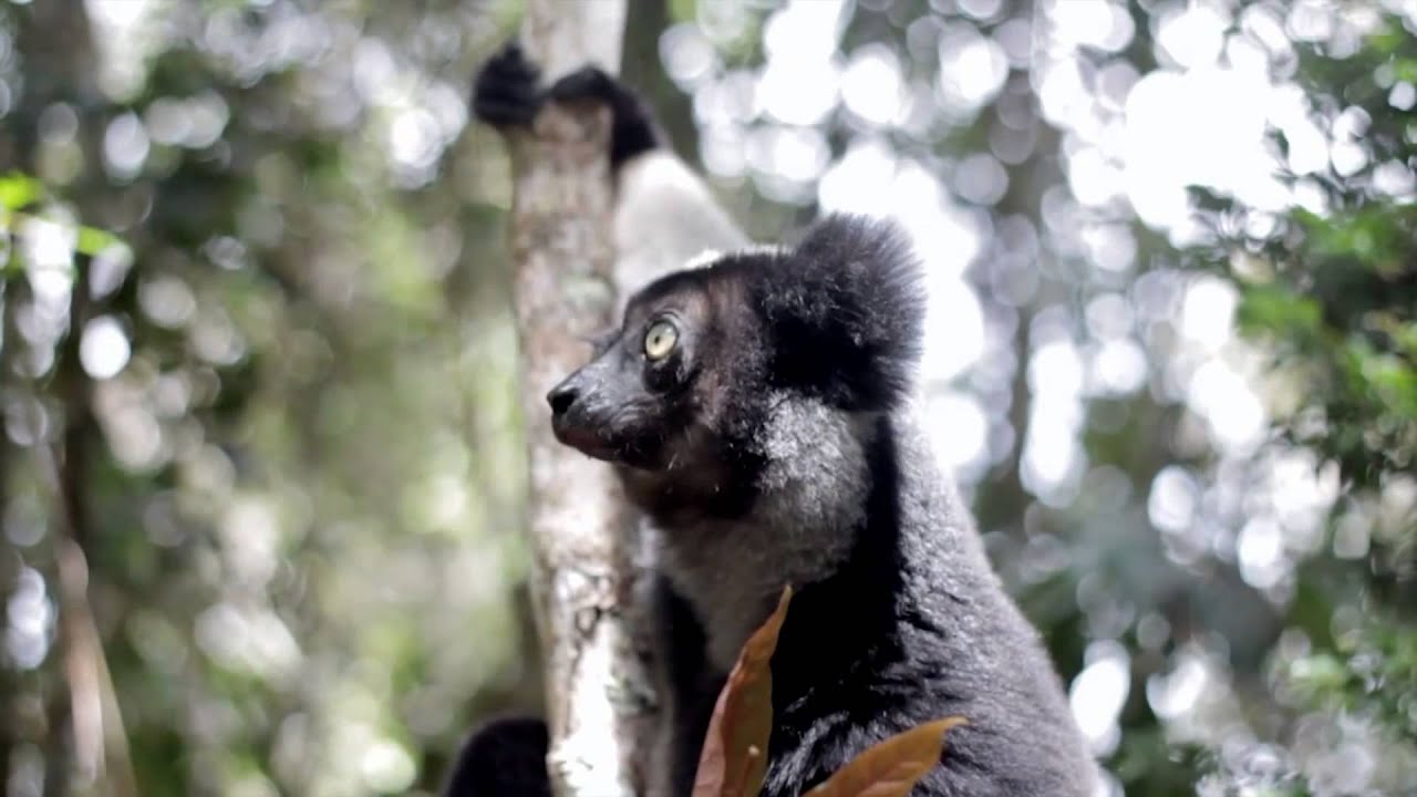 Madagascar Wildlife in Andasibe-Mantadia National Park - YouTube