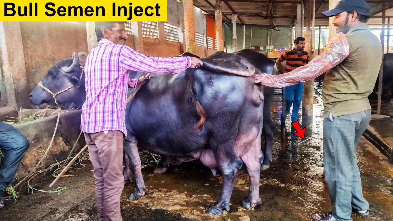 [4K] Artificial Insemination of Cattle - Bull Semen Inject | How to ...
