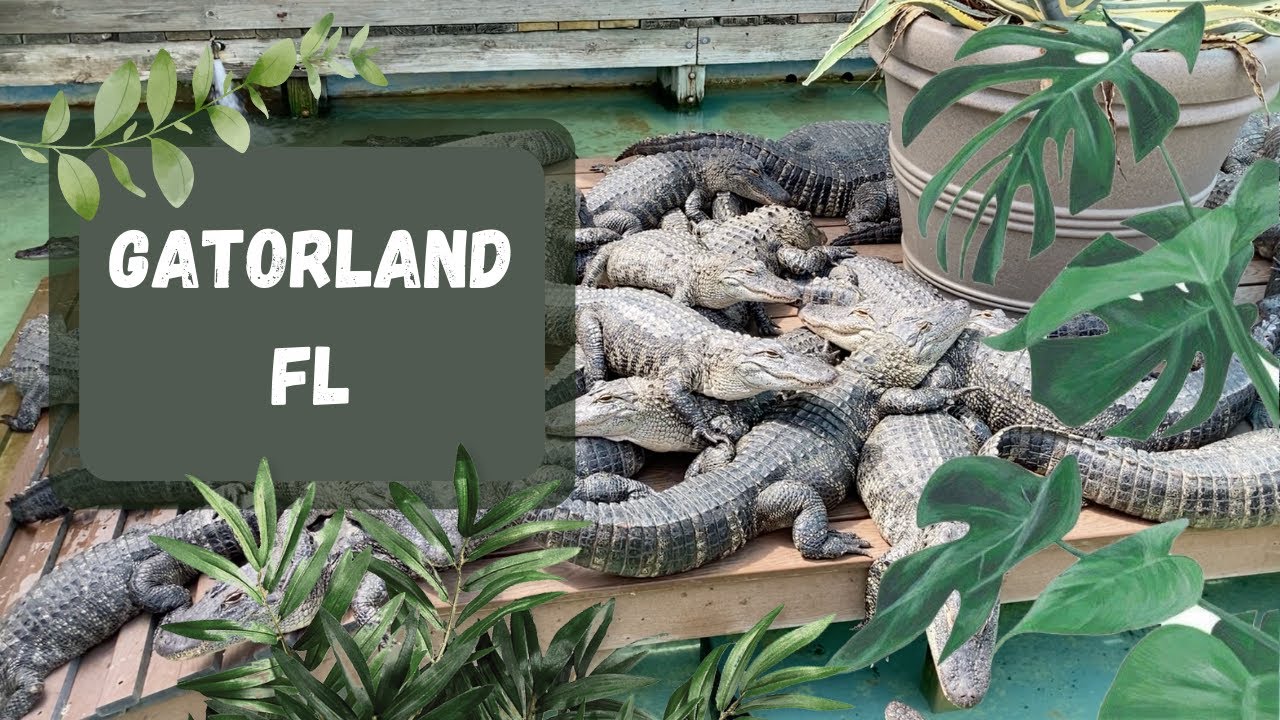 ¡We go to Gator Land! | Petting Capybaras | Anura ️🐸 - YouTube