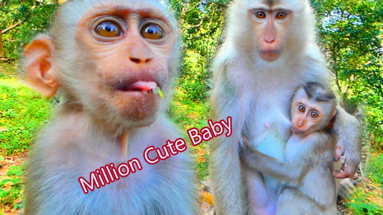 Gorgeous Million Cute Baby Monkey, Little Marco! Playing, Drinking ...