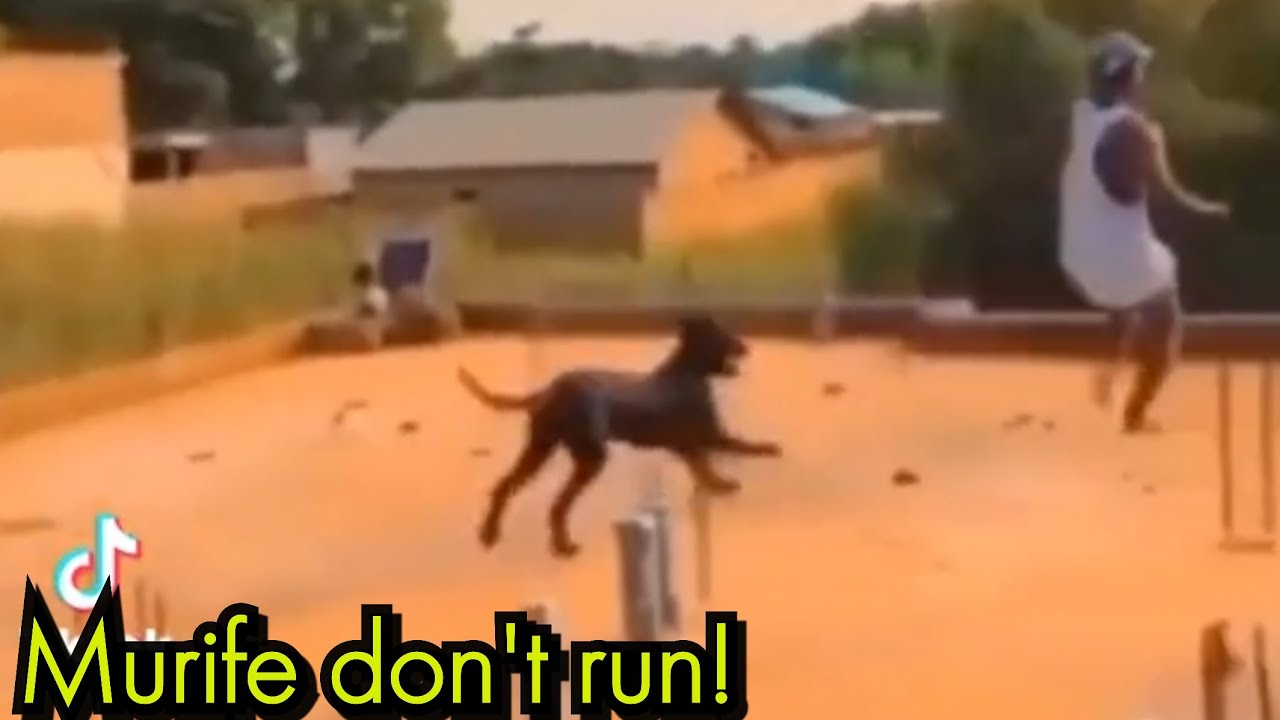 Best Compilation Of 'Murife Don't Run' (try not to laugh) - YouTube