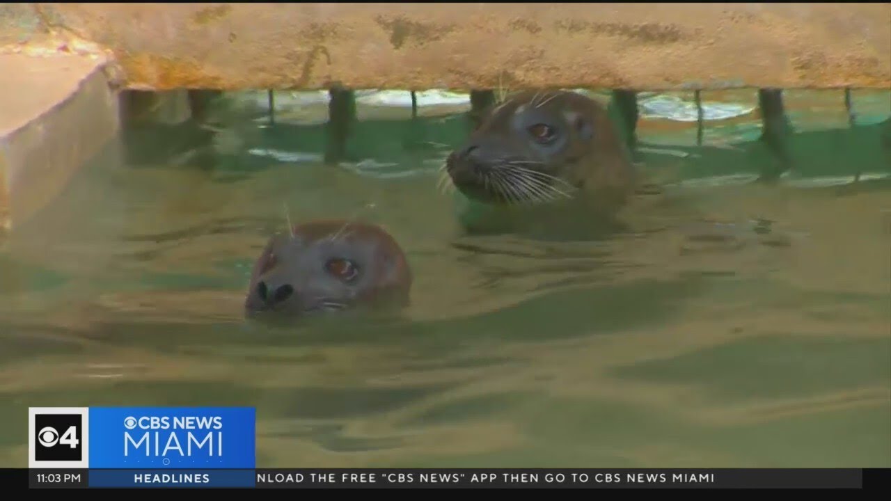 Disturbing discoveries at Miami Seaquarium - YouTube