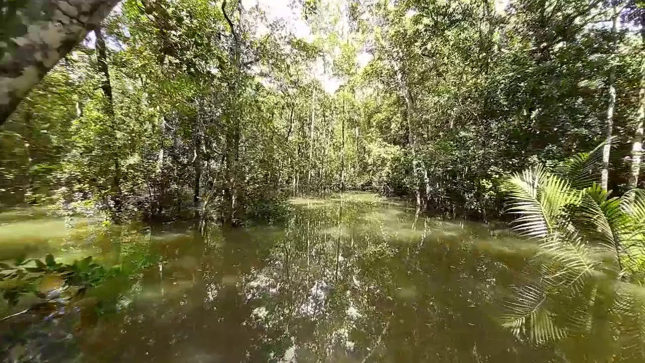 Explore Mangrove Teluk Bintuni - YouTube