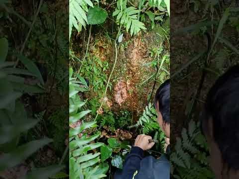 KUHAAN UG TEST LOAD PARA SURE BALL ANG PANIRADA - YouTube