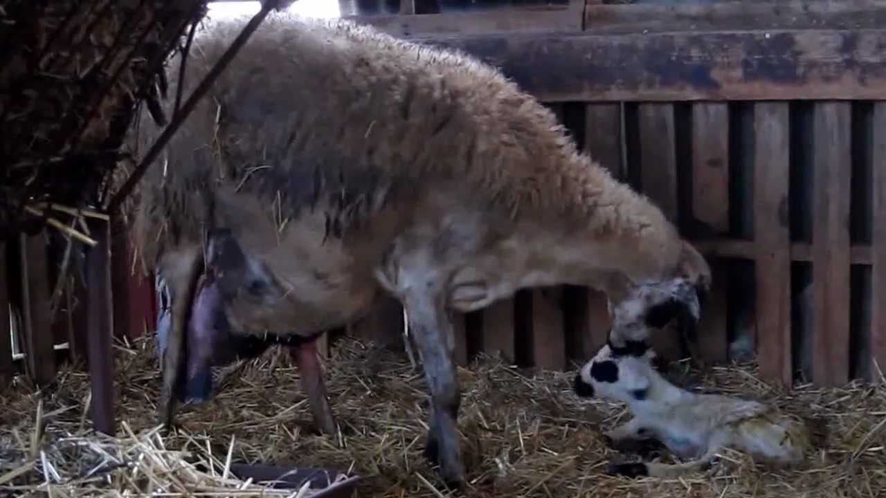 Sheep giving birth easy way - YouTube