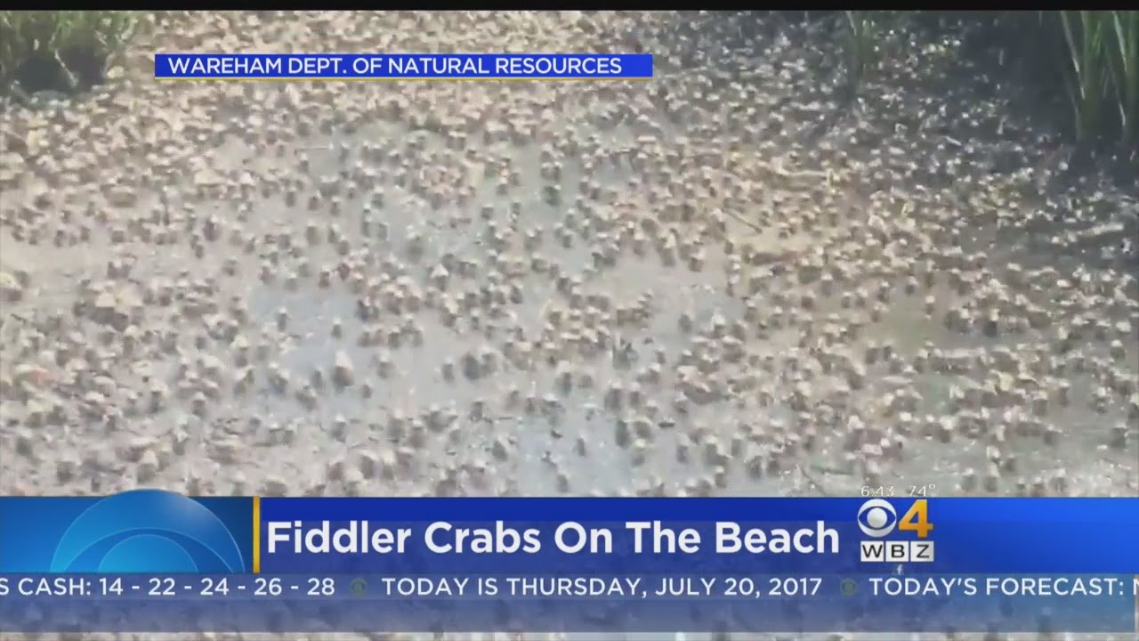 'Crab Army' Marches On Wareham Beach - YouTube