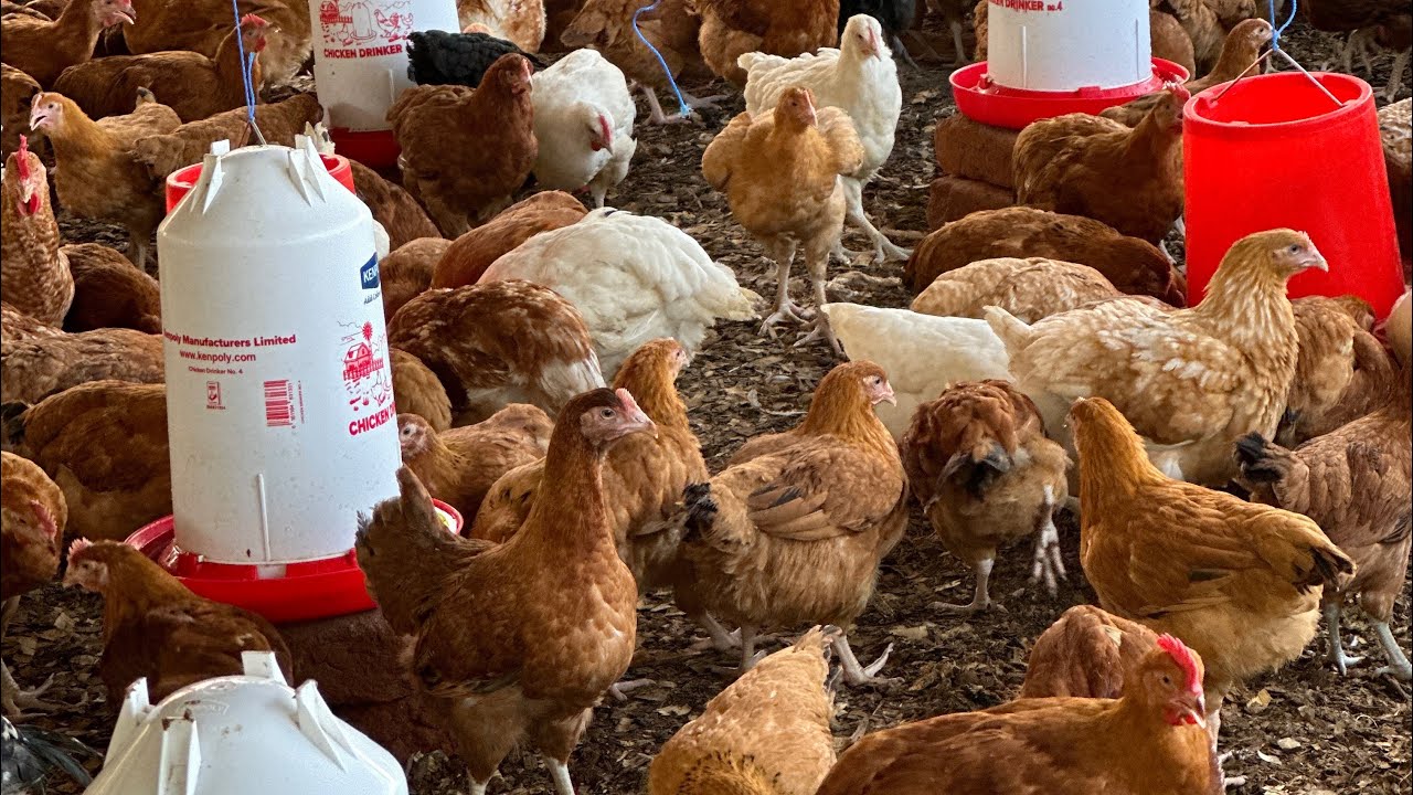 All you need to know about poultry farming from scratch. A guide to ...