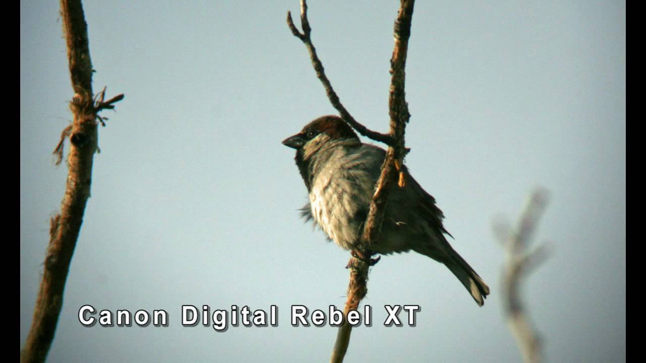 Vortex Razor HD Digiscoping Adapter - YouTube