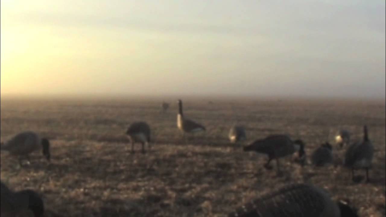 Canada Goose Hunting with German Shorthair (GSP) - YouTube