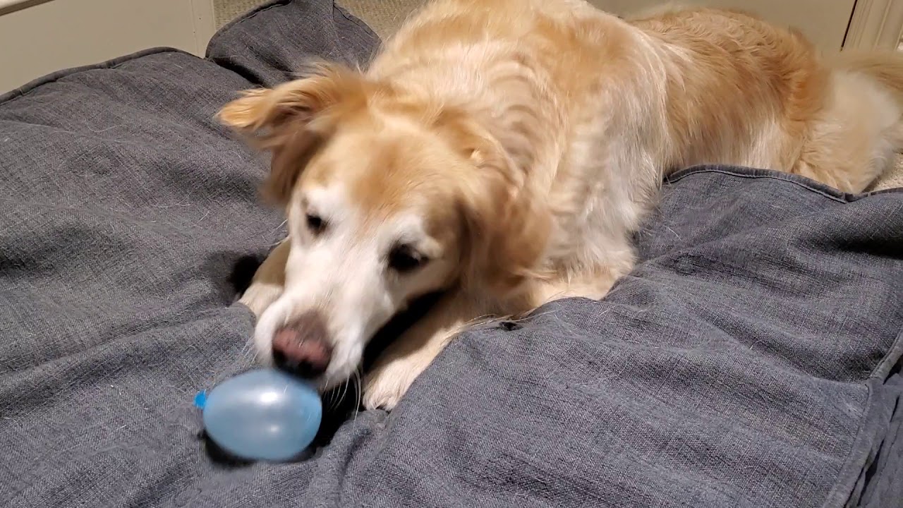 Funny Dog Playing With a Balloon for the First Time & Popping It ...