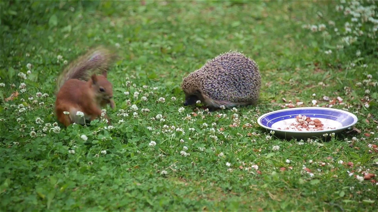 Hedgehog vs. Red Squirrel: Who is the Boss in our backyard? - YouTube