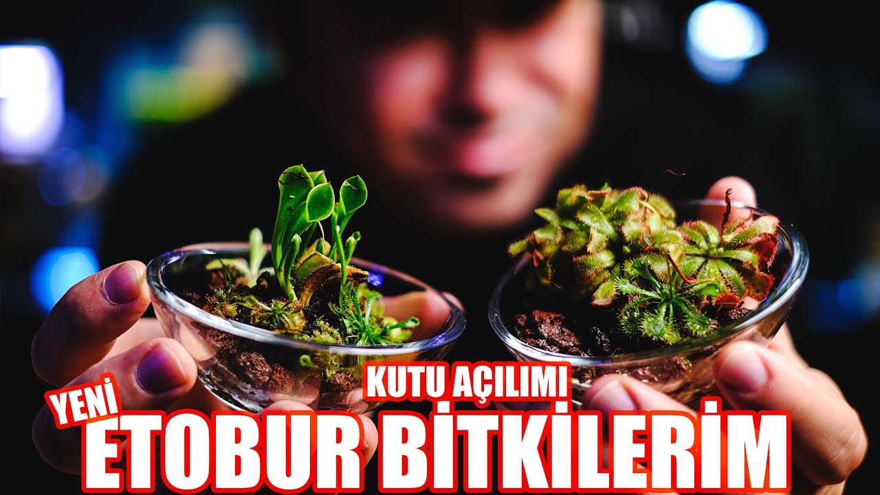 Yeni Etobur Bitkilerim - Kutu Açılımı 🌱 Mobuflora - YouTube