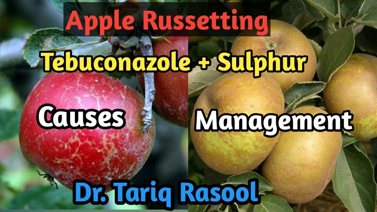 Detailed information about Apple Russetting by Dr. Tariq Rasool ...