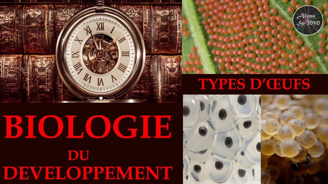 Classification des œufs et types de clivage - YouTube