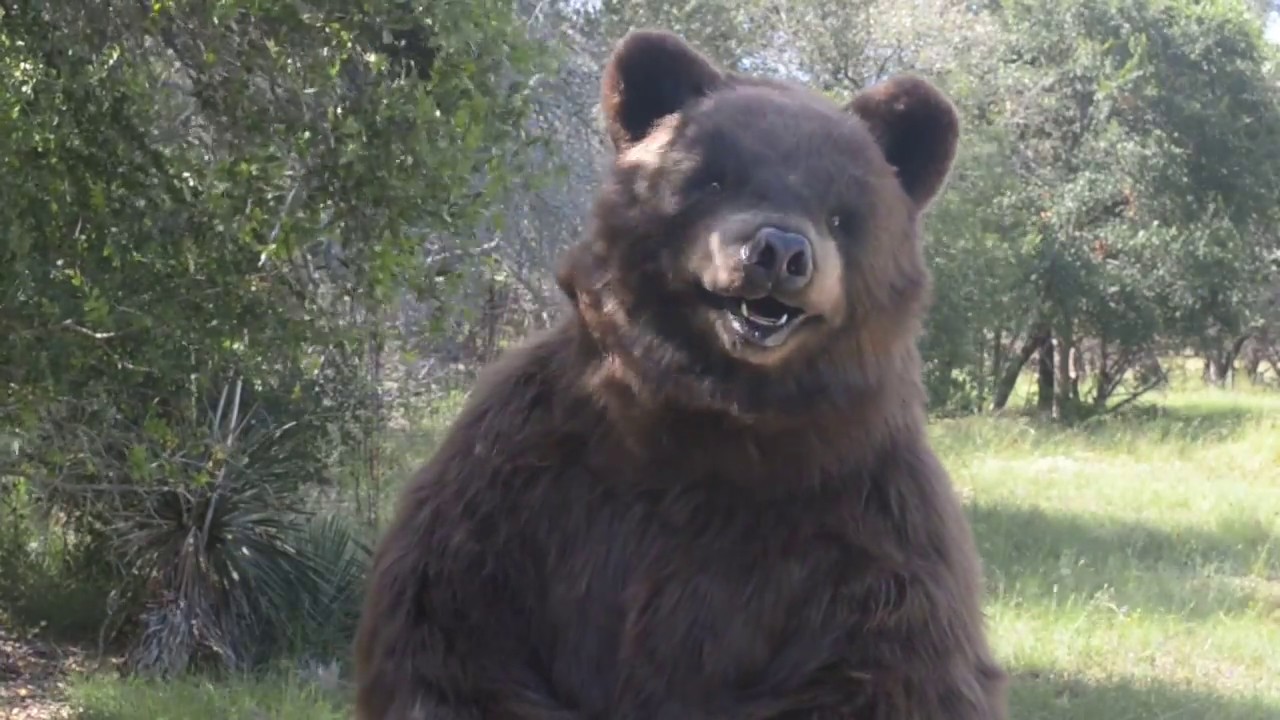 "Bart" the Bear model demo #2. "Reel" Animals for Film, TV, Virals ...