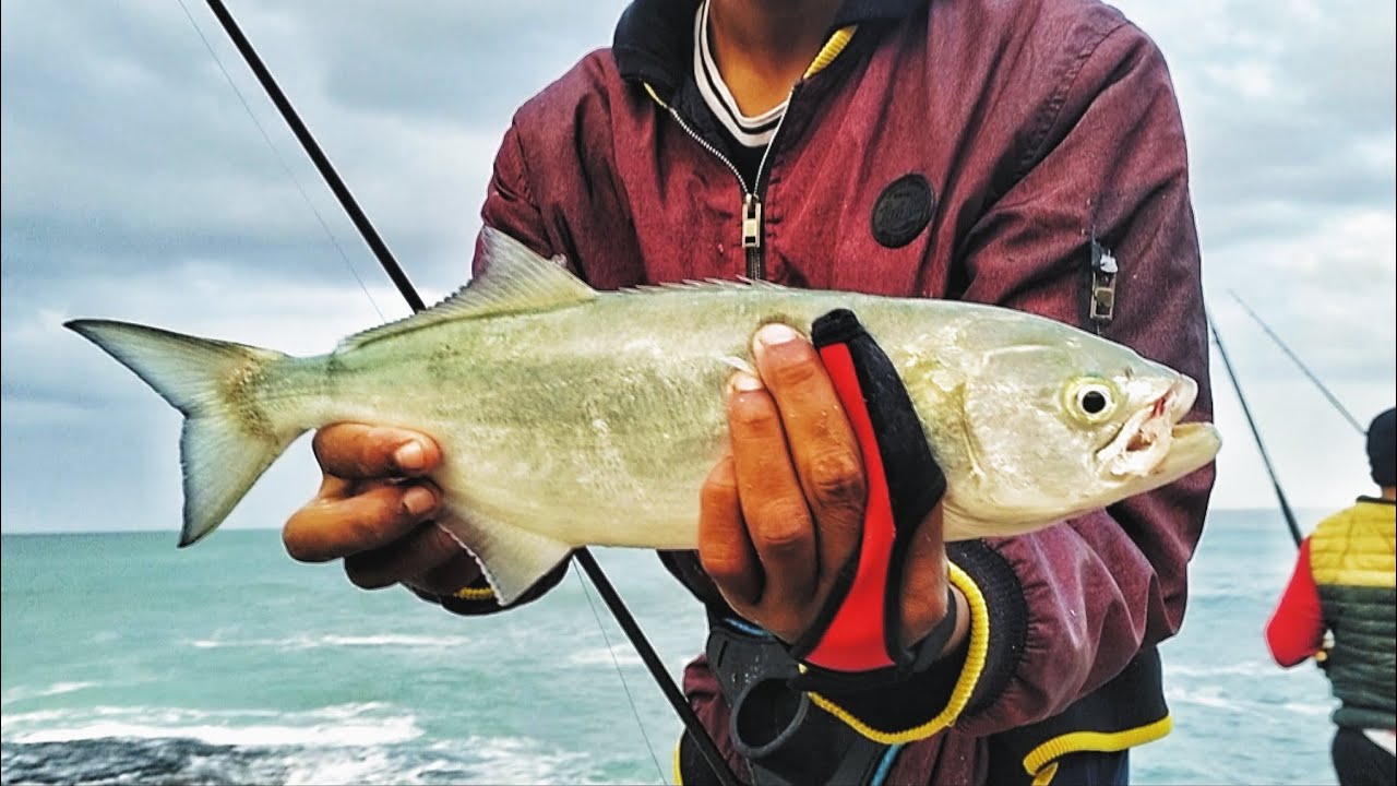 FISHING FOR SHAD IN ARNISTON WESTERN CAPE - YouTube