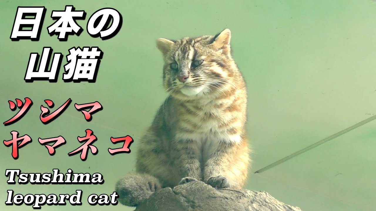 Japanese Leopard Cats Domesticated