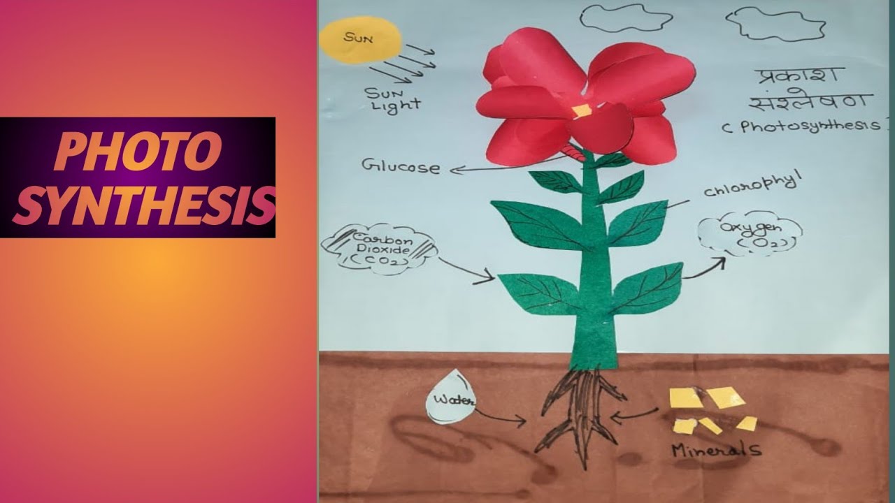 Photosynthesis|Photo synthesis project|kids science project|प्रकाश ...