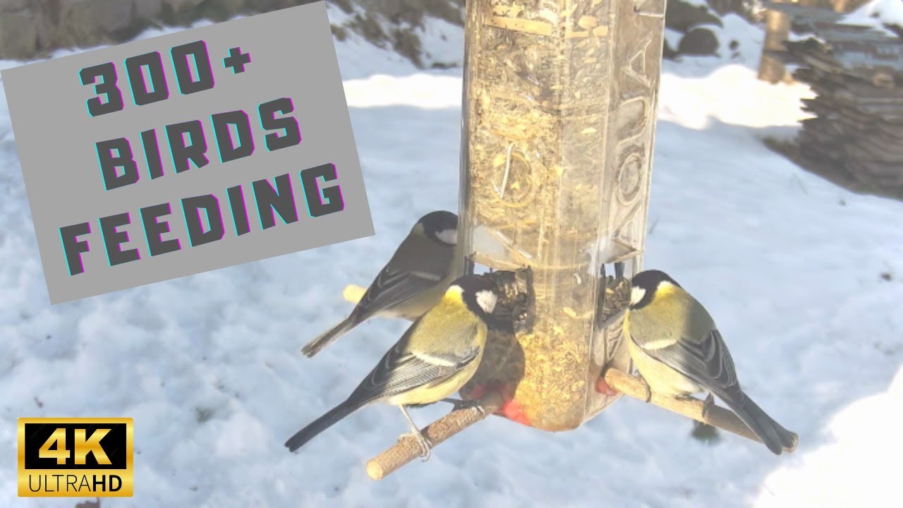 Birds Feeding Time Lapse - YouTube