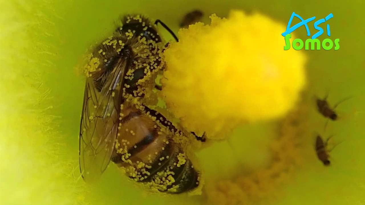 Abeja Recolectando Polen Para