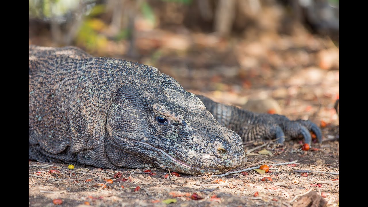 3D/2N Bootstour durch den Komodo-Nationalpark - 4K - YouTube